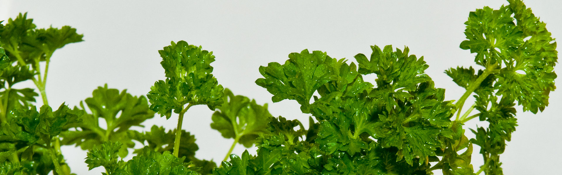 Parsley | Fresh classic culinary herb – Goed en lekker